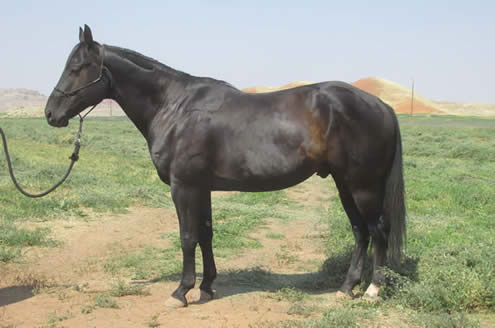 Broken Back Ranch Quarter Horses for Sale. Stallions At Stud